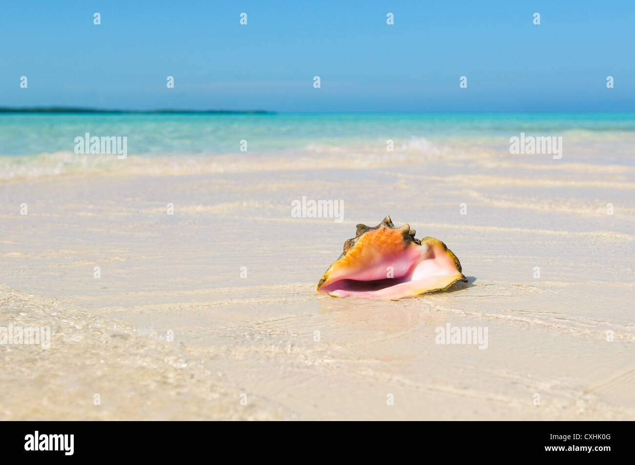 Pink blue spiral shell hi-res stock photography and images - Alamy