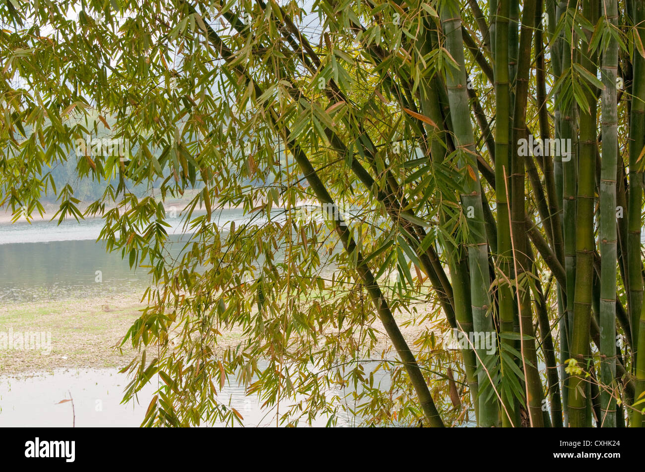 Bamboo trees hi-res stock photography and images - Alamy