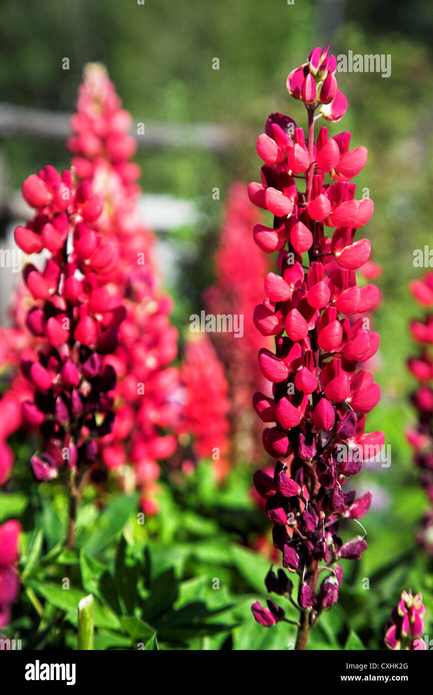 Lupine floral detail hi-res stock photography and images - Alamy