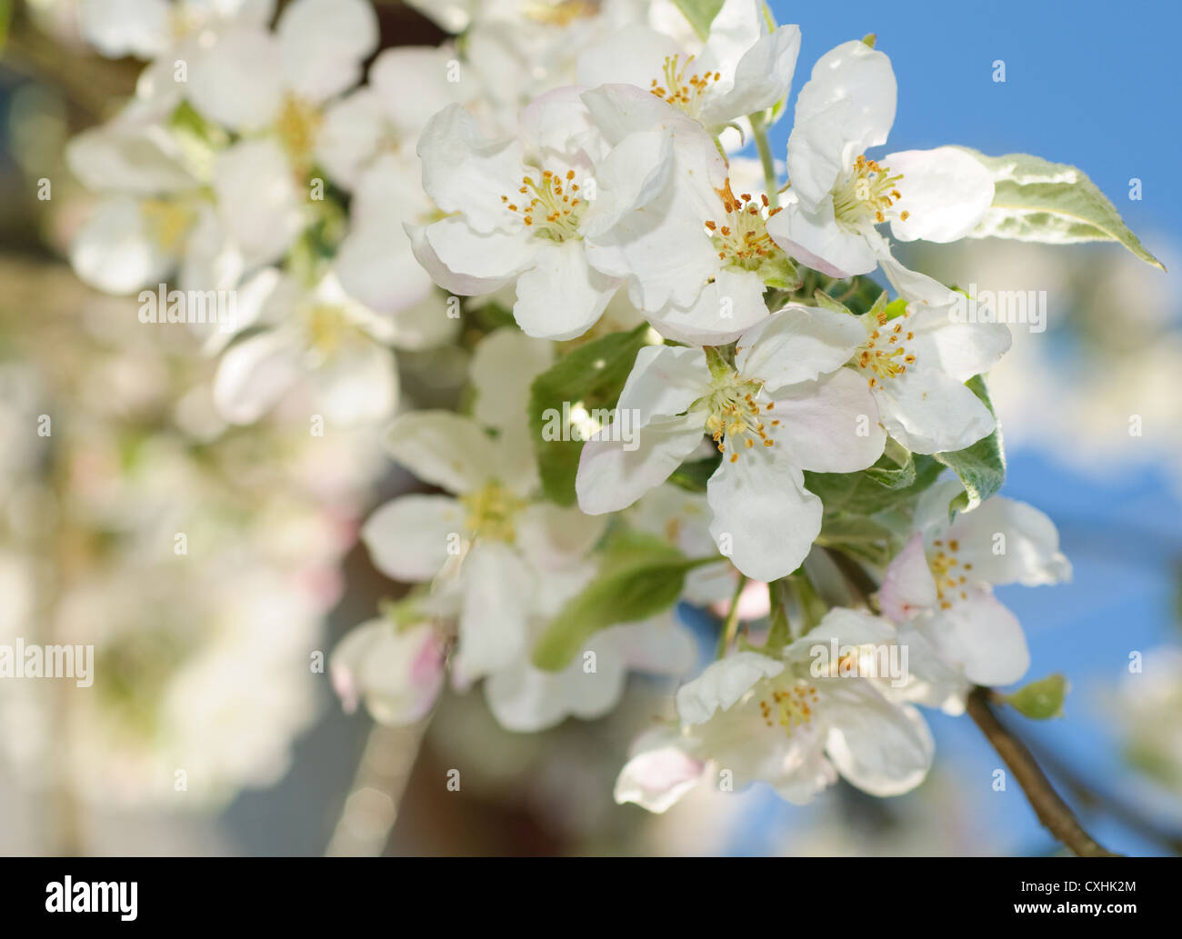 Flowers of apple tree Stock Photo - Alamy