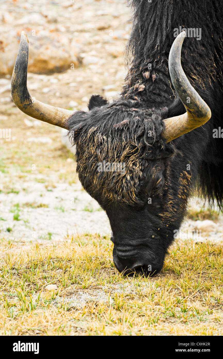 Yak farm asia hi-res stock photography and images - Alamy