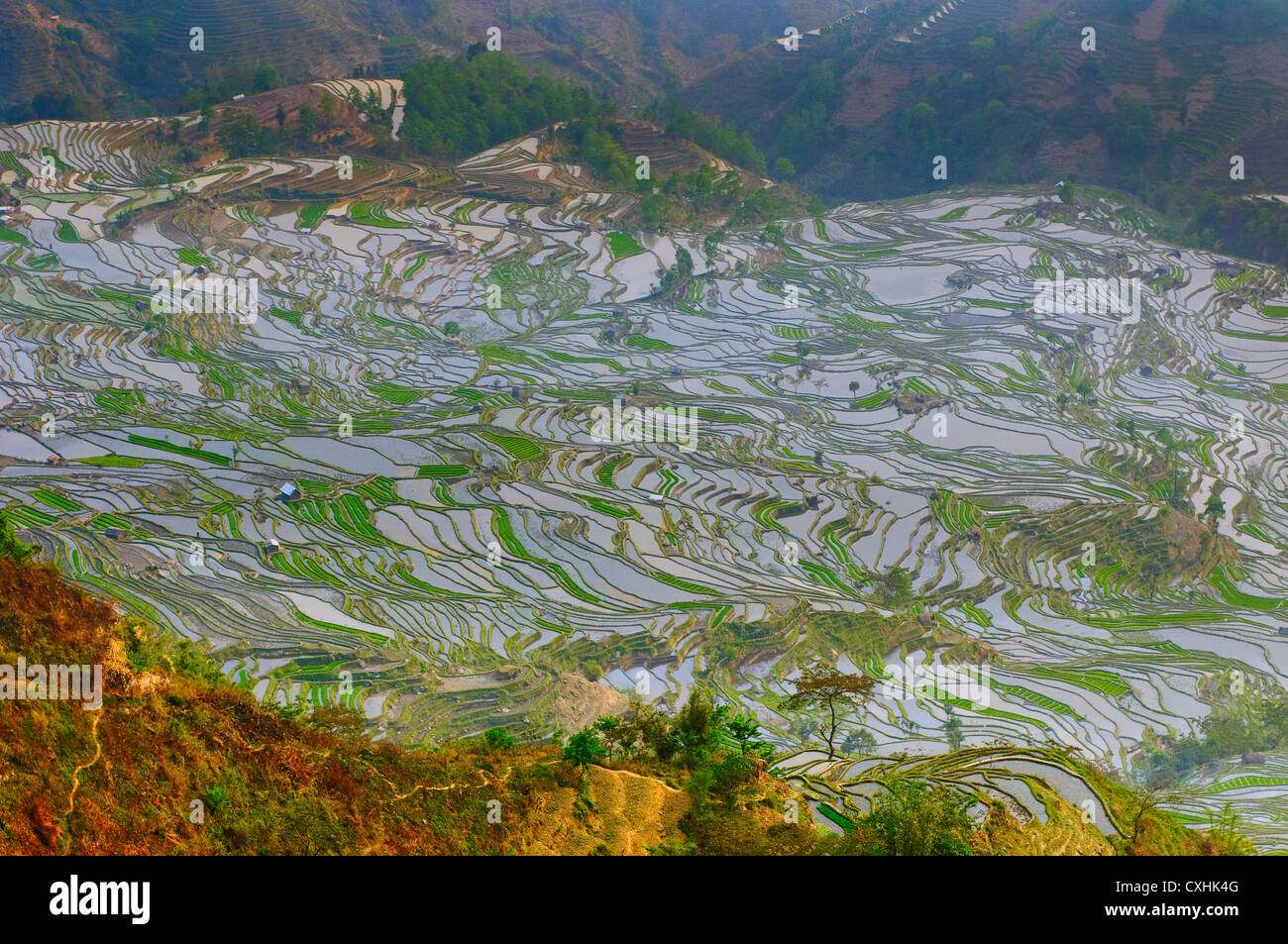 rice terraces of yuanyang, yunnan, china Stock Photo - Alamy