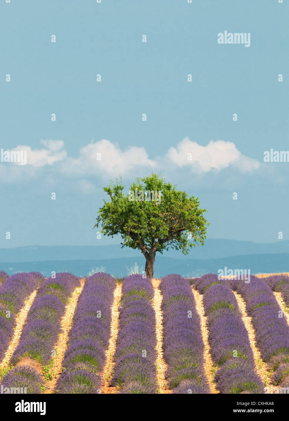 Beautiful field in provence hi-res stock photography and images - Alamy