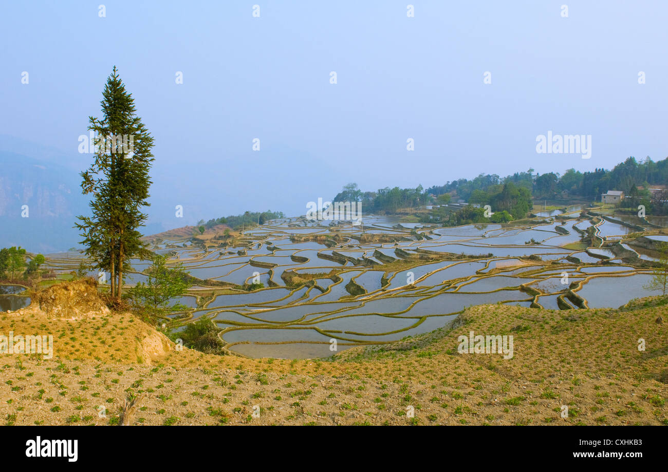 rice terraces of yuanyang, yunnan, china Stock Photo - Alamy