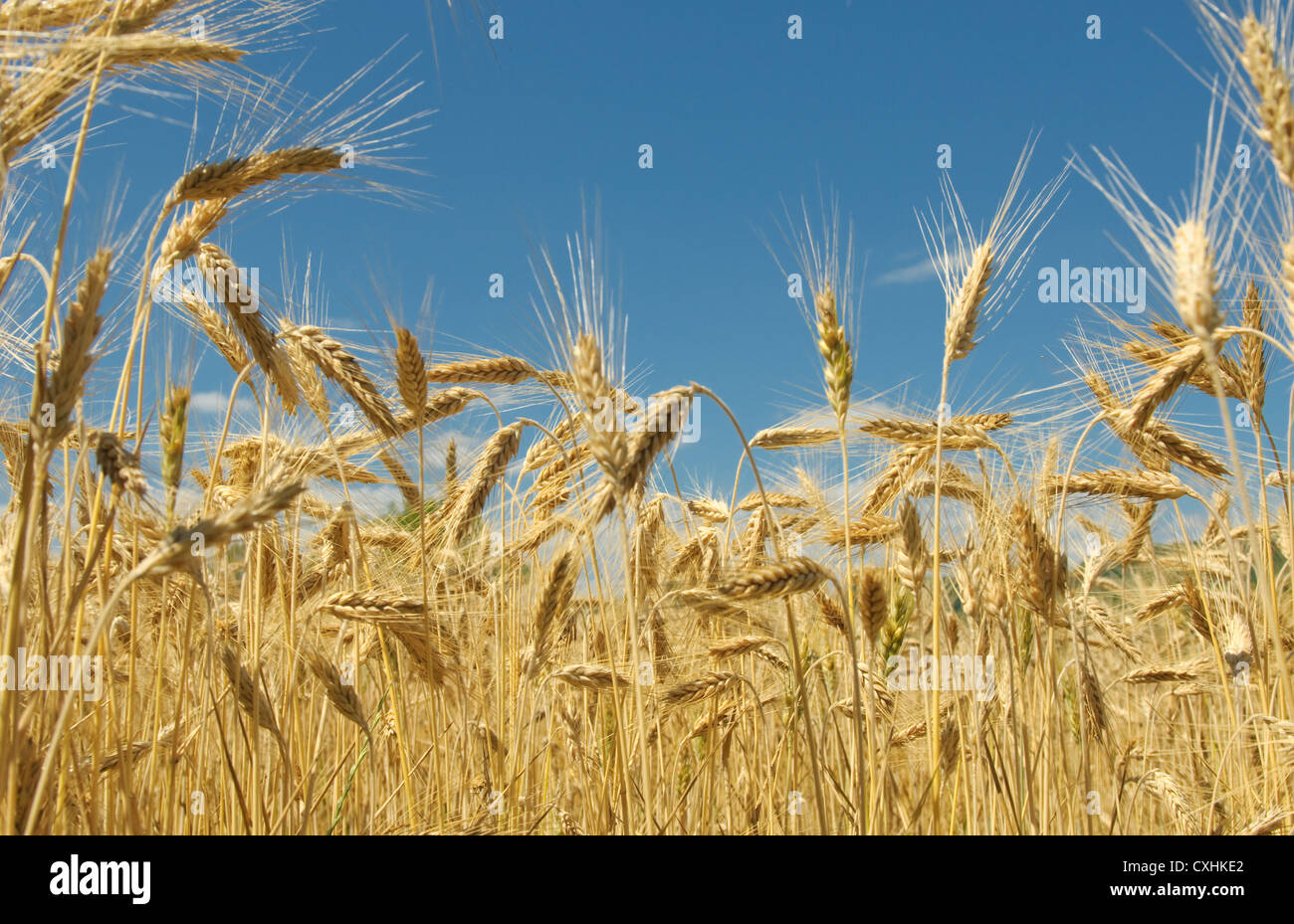 Wheat field and blue sky Stock Photo - Alamy