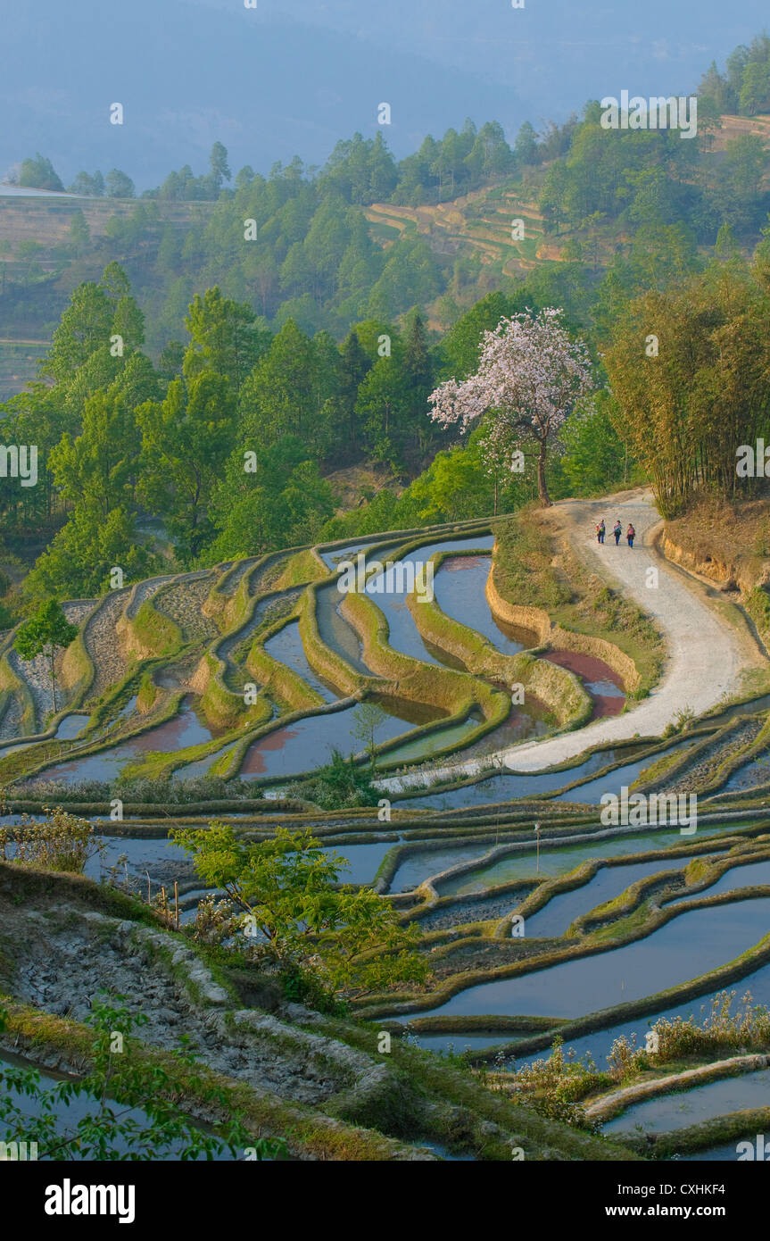 rice terraces of yuanyang, yunnan, china Stock Photo - Alamy
