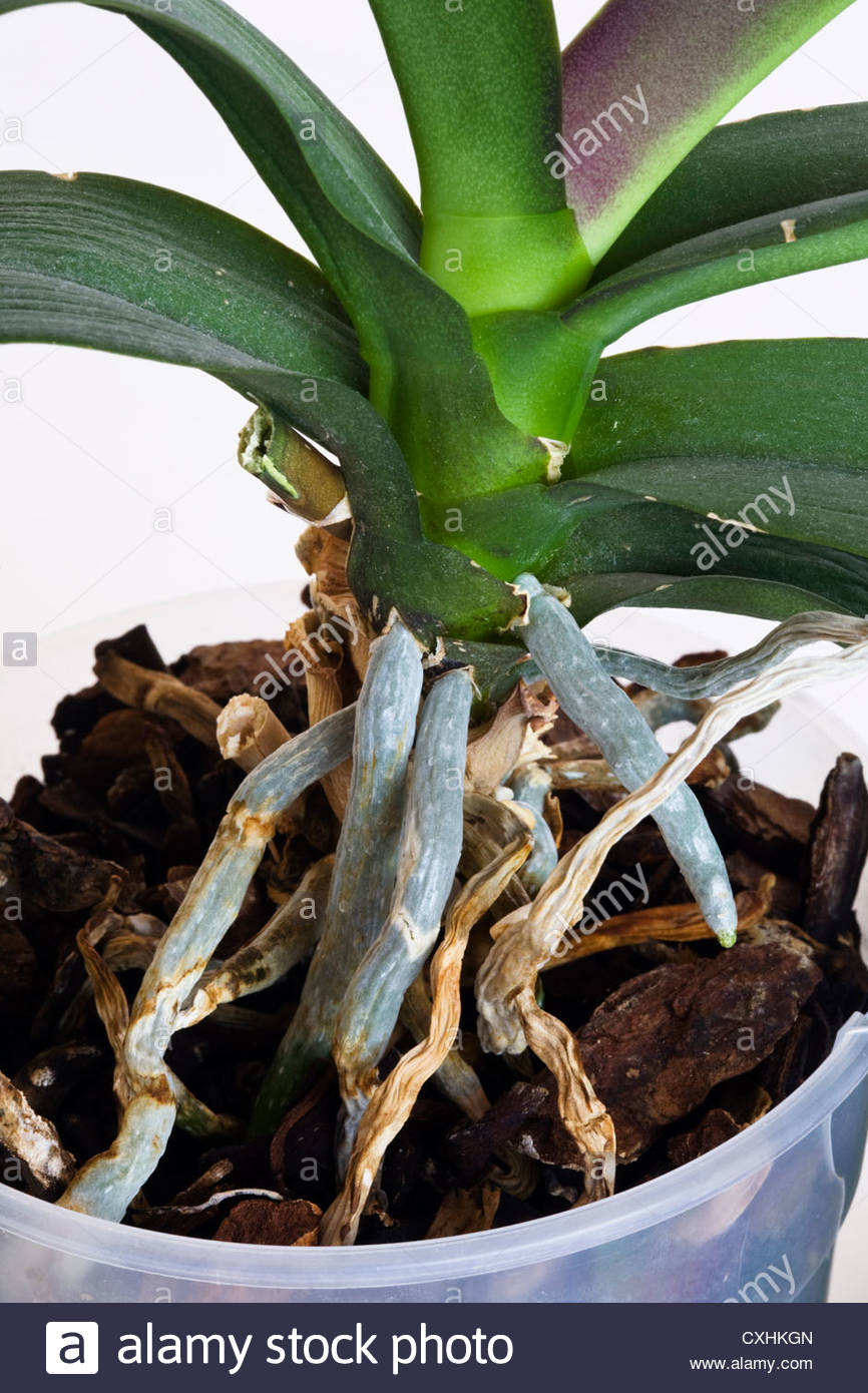 Orchid Pot Roots Stock Photos & Orchid Pot Roots Stock Images - Alamy