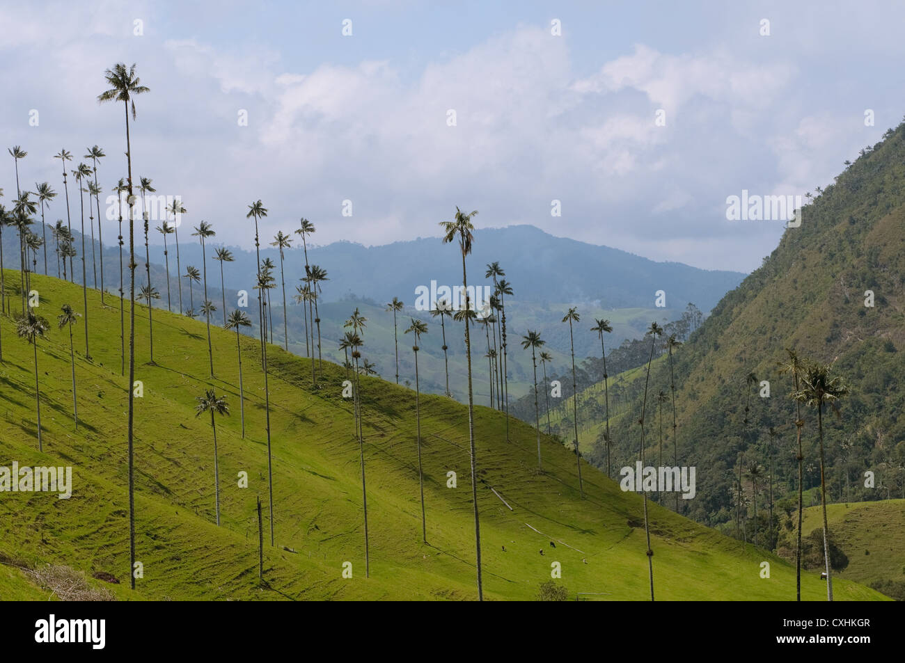Colombia forest green trees hi-res stock photography and images - Alamy