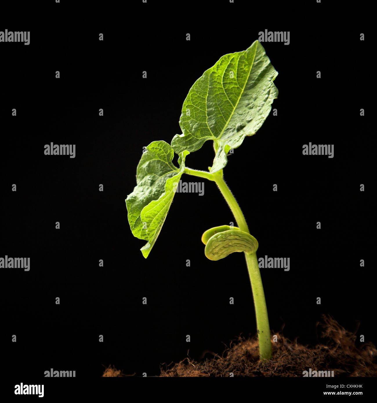 Germination haricot hi-res stock photography and images - Alamy