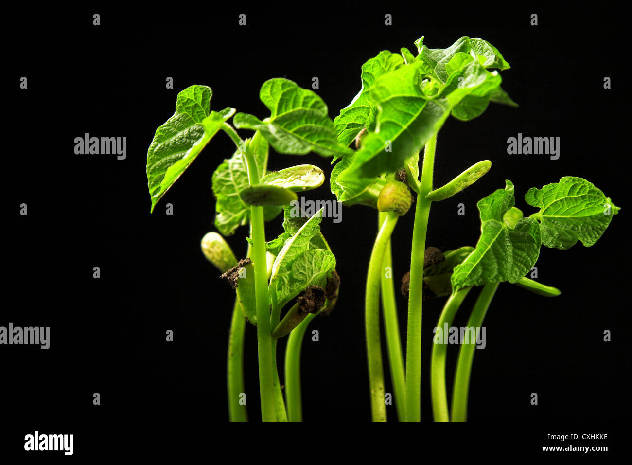 Germination haricot hi-res stock photography and images - Alamy