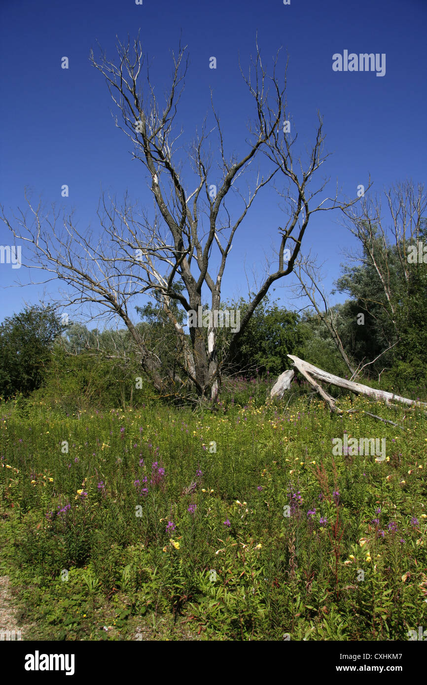 Paxton Pits Nature Reserve St Neots Cambridgeshire Stock Photo - Alamy