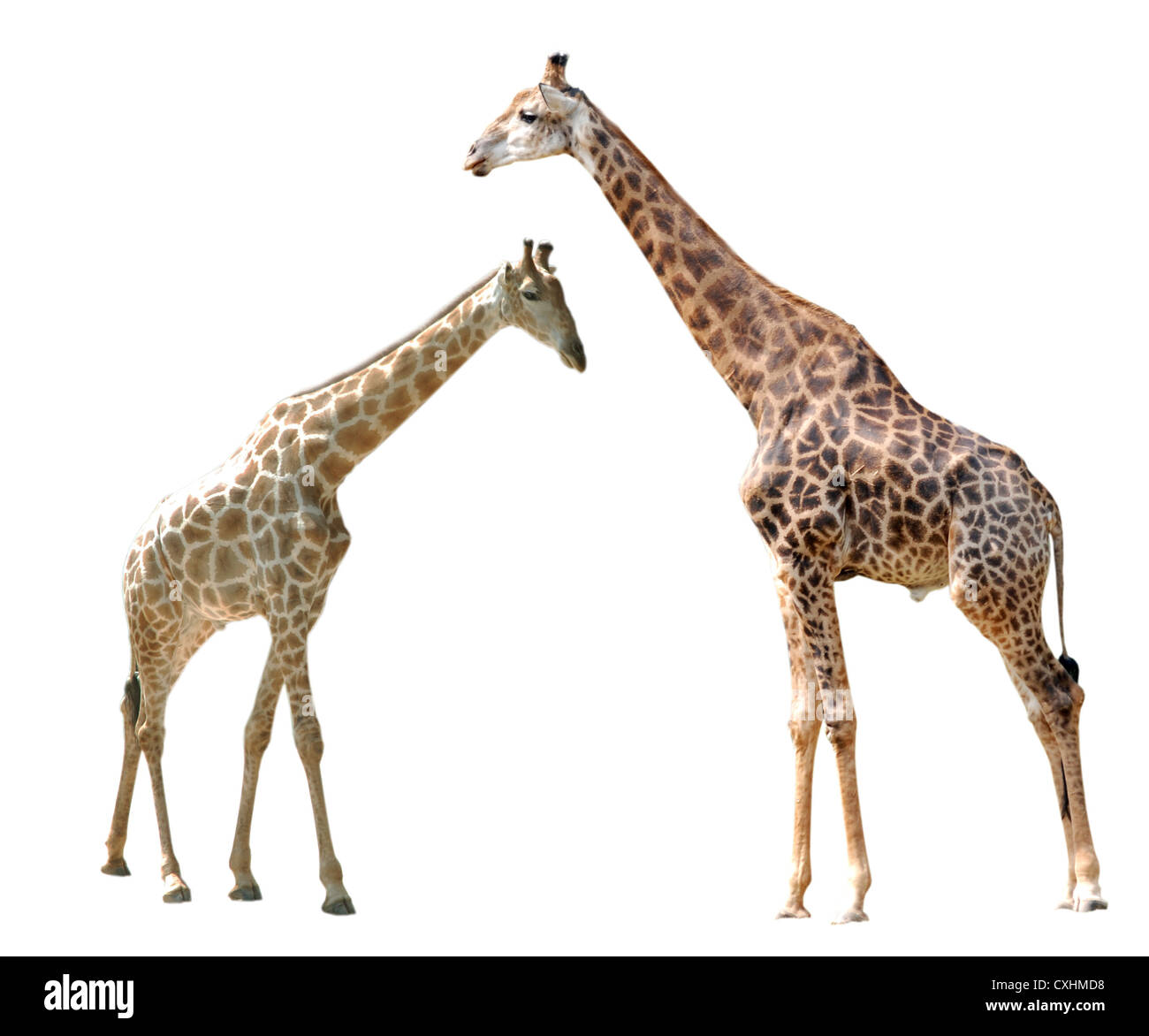 Giraffe pattern Cut Out Stock Images & Pictures - Alamy