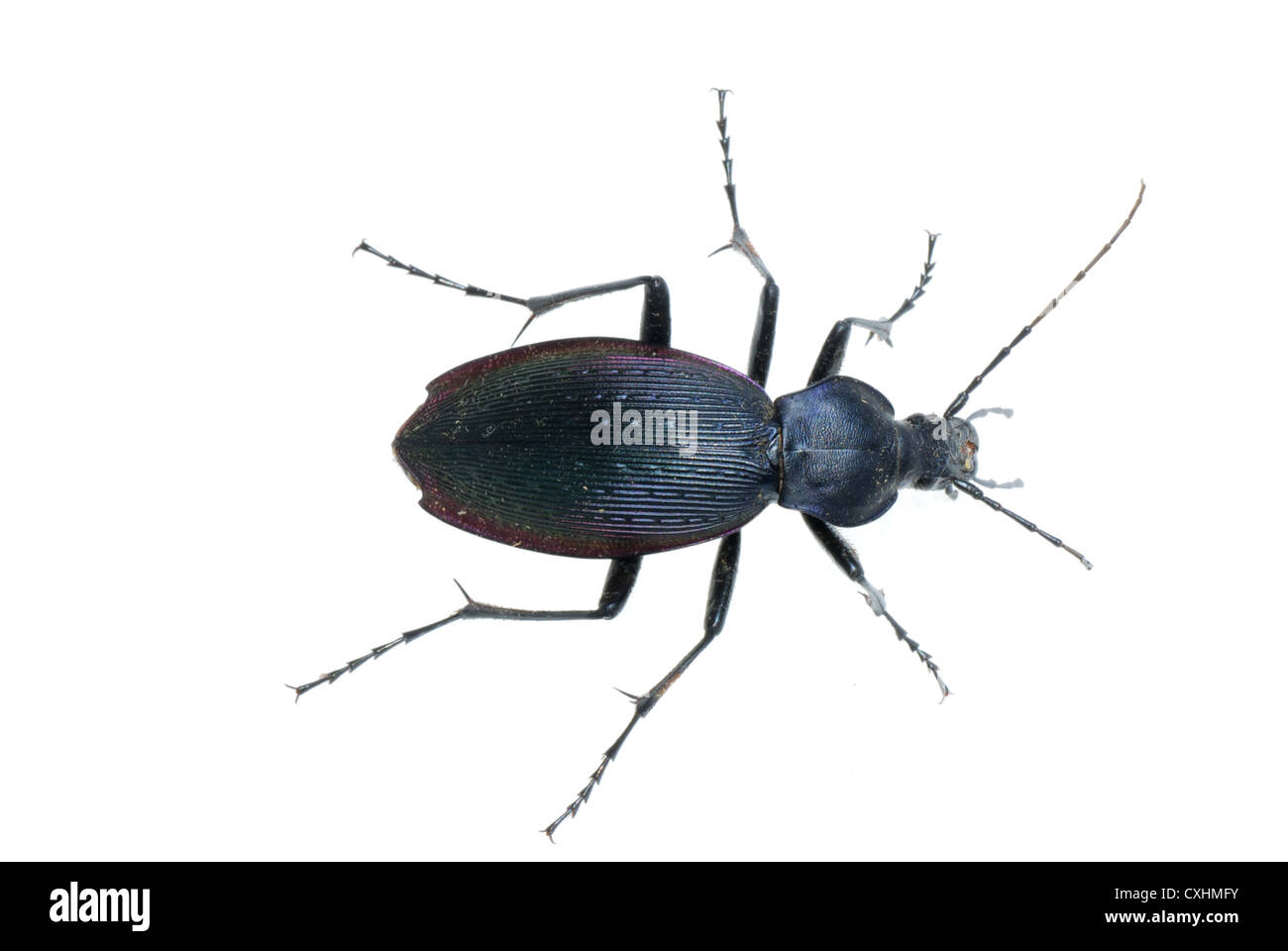 ground beetle insect Stock Photo - Alamy
