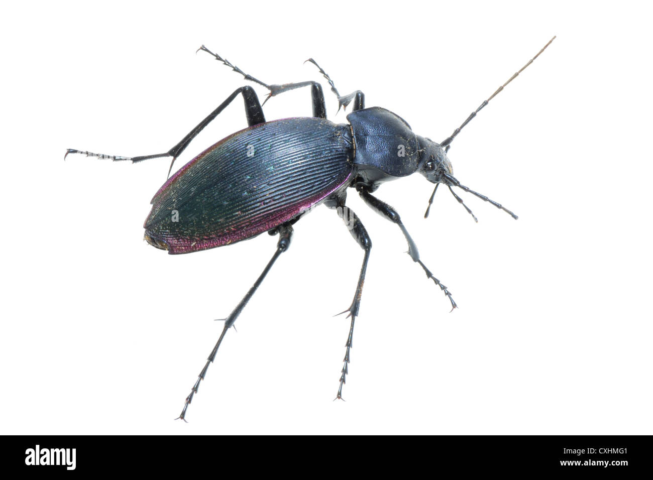 insect ground beetle Stock Photo - Alamy