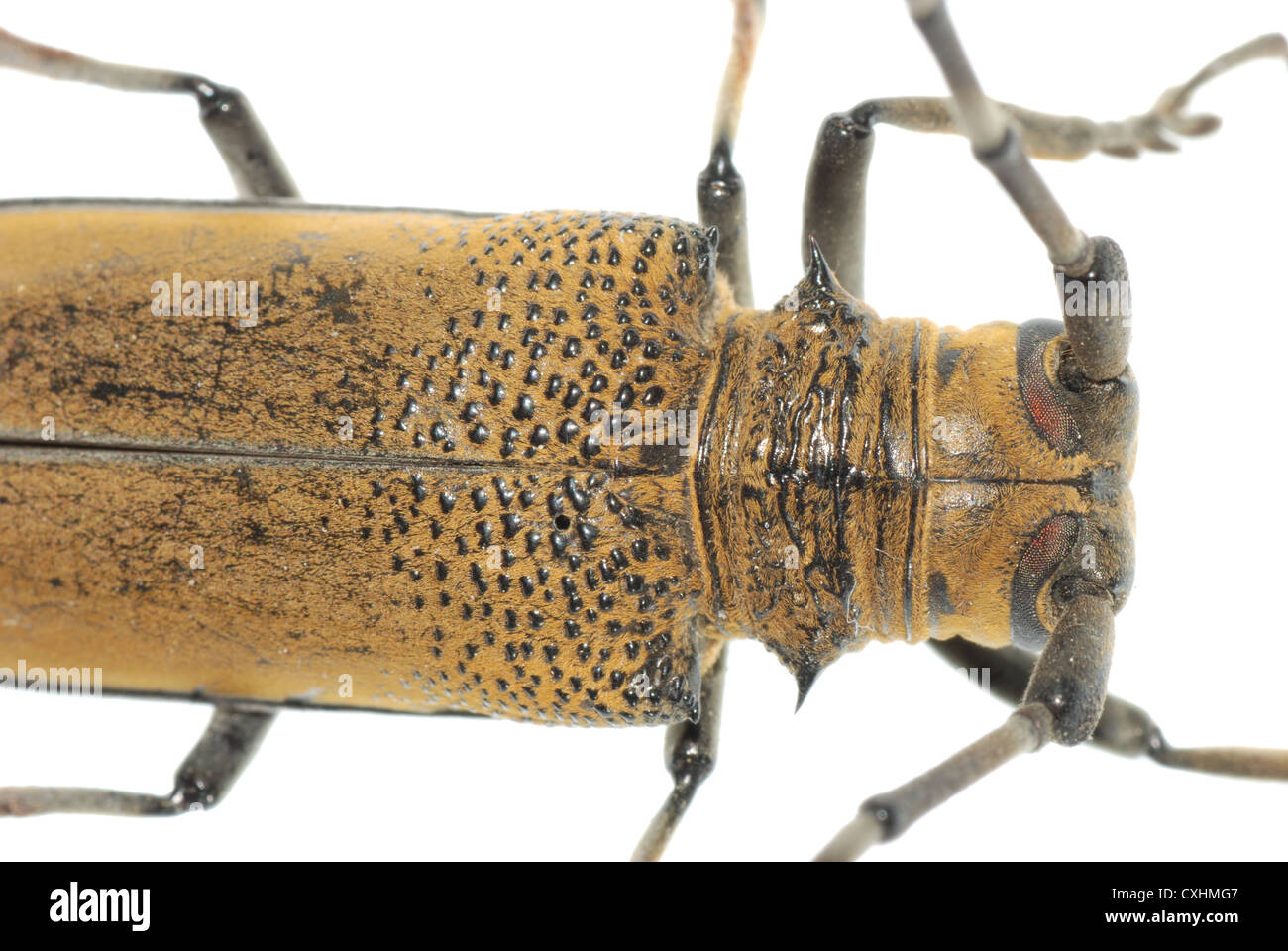 Borer beetle High Resolution Stock Photography and Images - Alamy