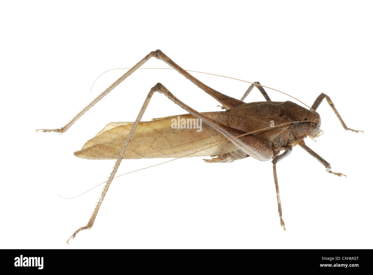 Brown Katydid High Resolution Stock Photography and Images - Alamy