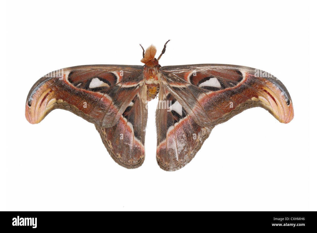 Insect moth hi-res stock photography and images - Alamy