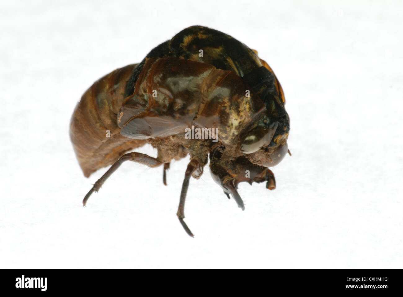 Background specimen bug bugs hi-res stock photography and images - Alamy