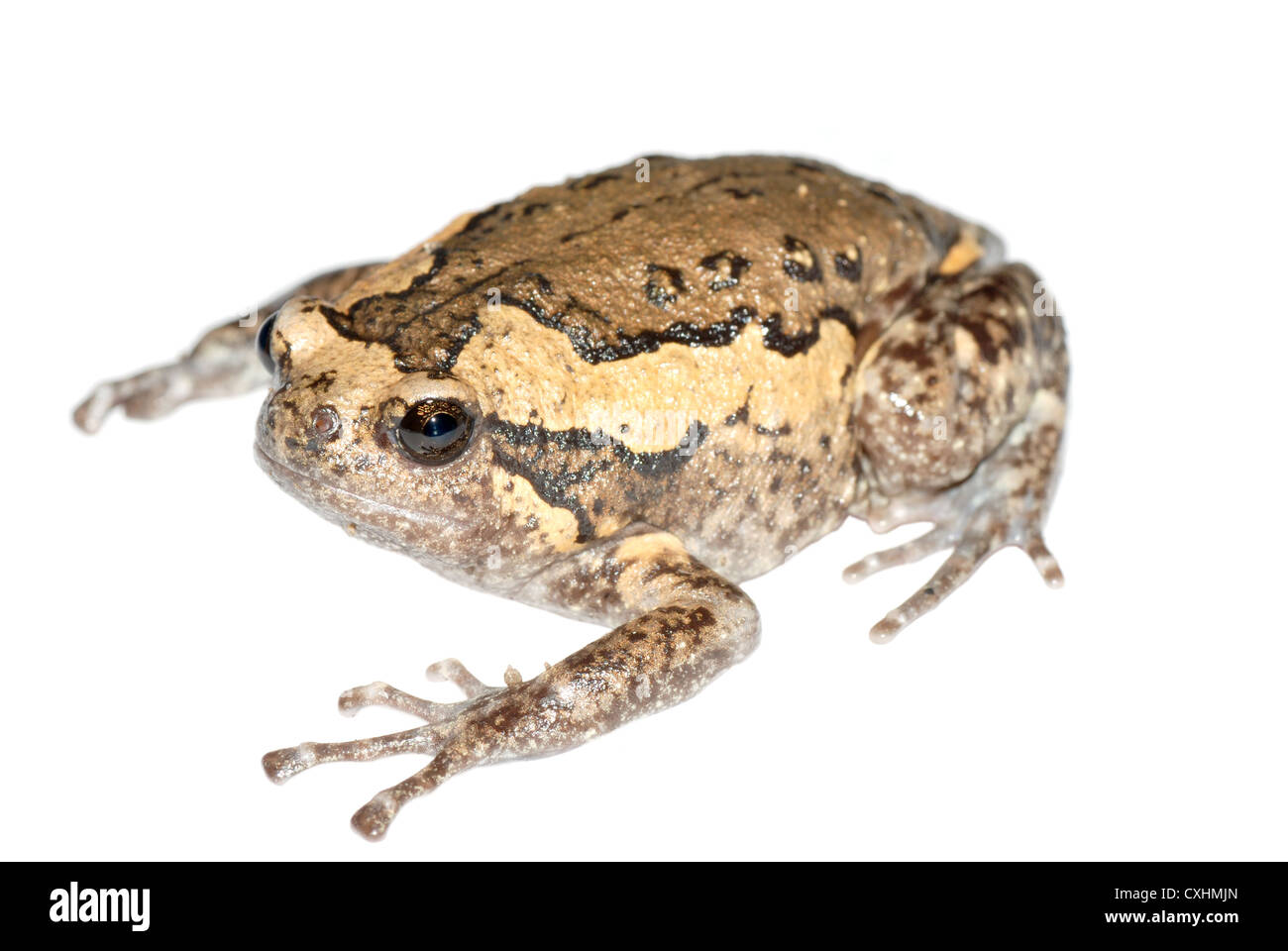 Animal frog hi-res stock photography and images - Alamy