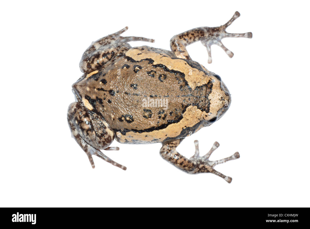 Frog stand hi-res stock photography and images - Alamy