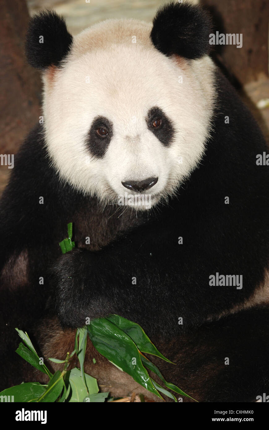 giant panda bear Stock Photo - Alamy