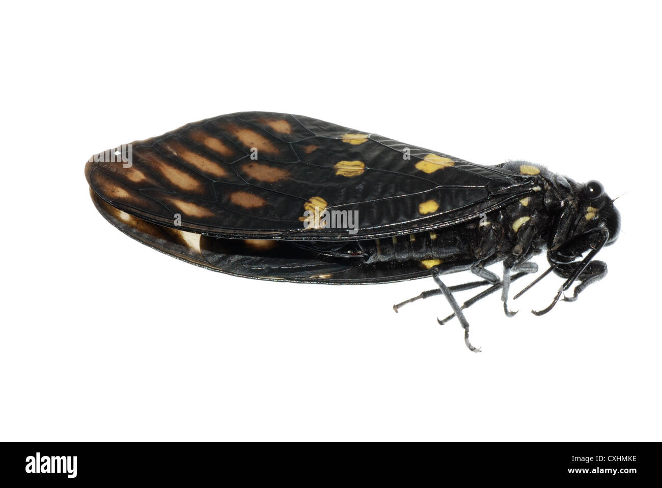 insect cicada bug isolated Stock Photo - Alamy
