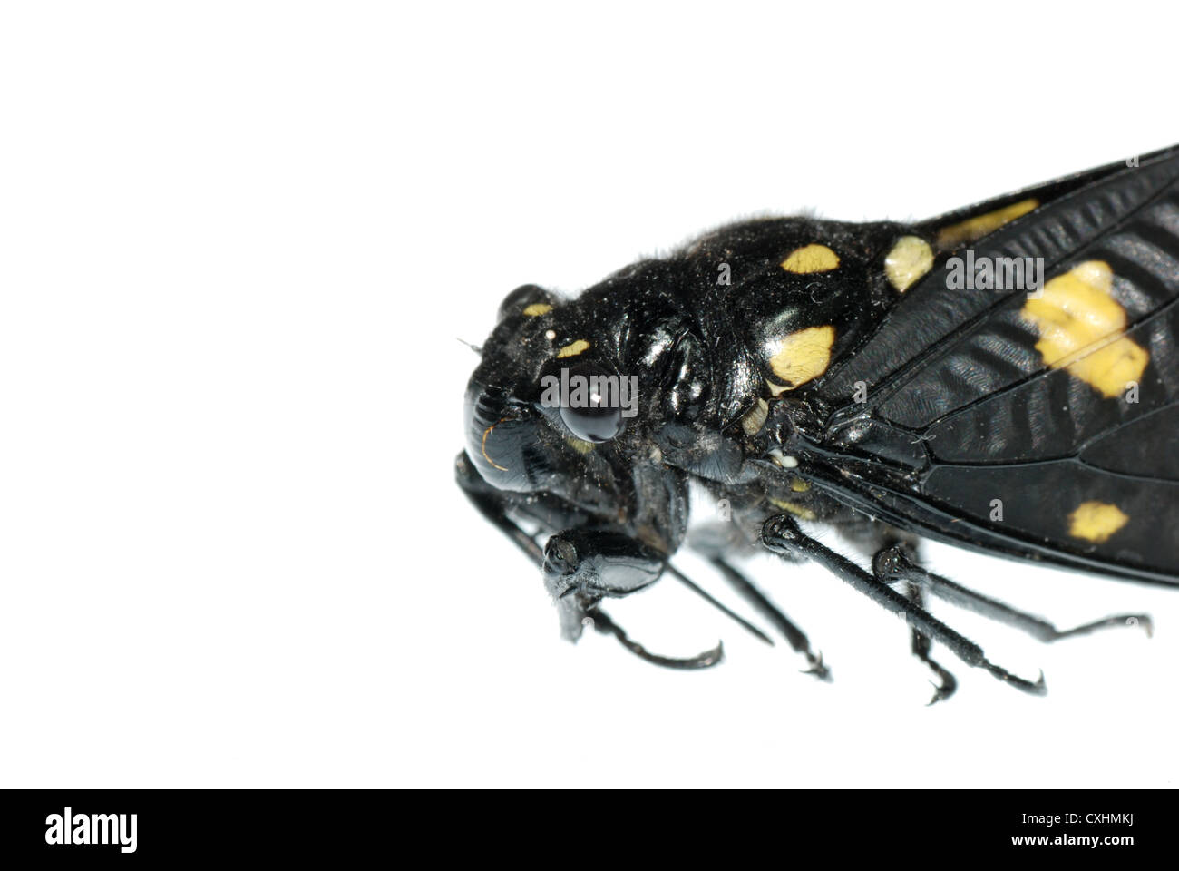 insect cicada bug isolated Stock Photo - Alamy