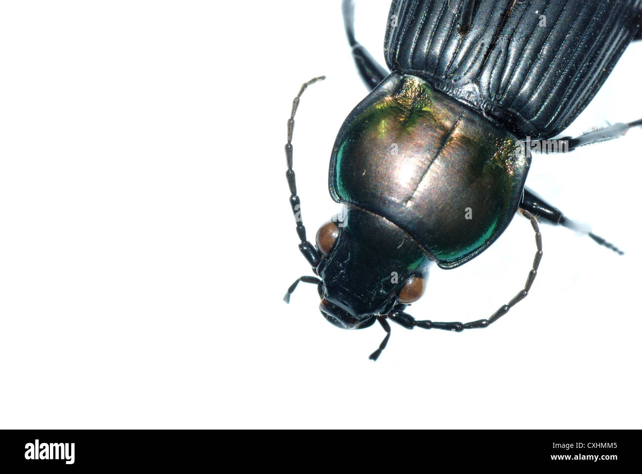 insect ground beetle bug Stock Photo - Alamy