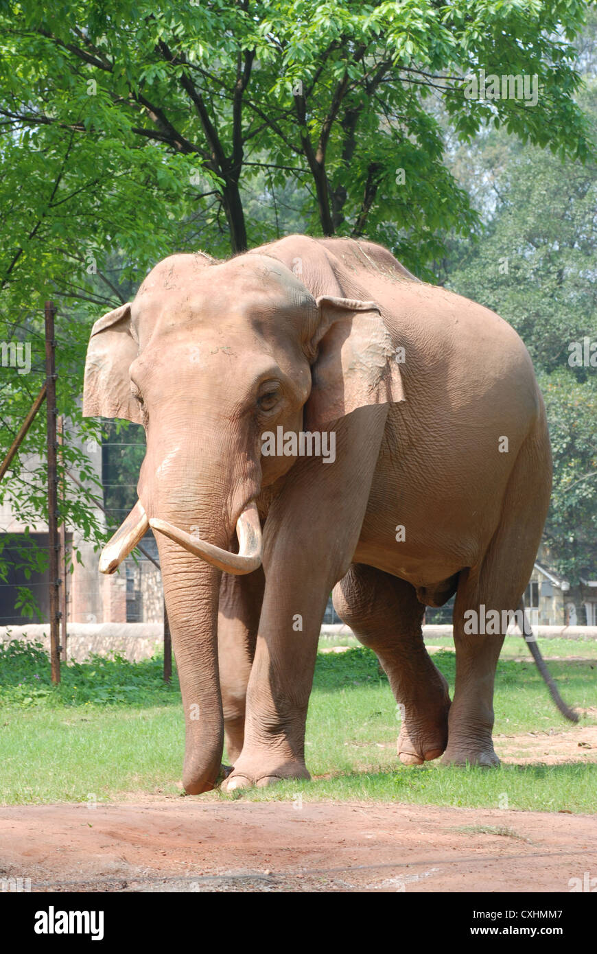 Asian elephant tusks white background hi-res stock photography and ...