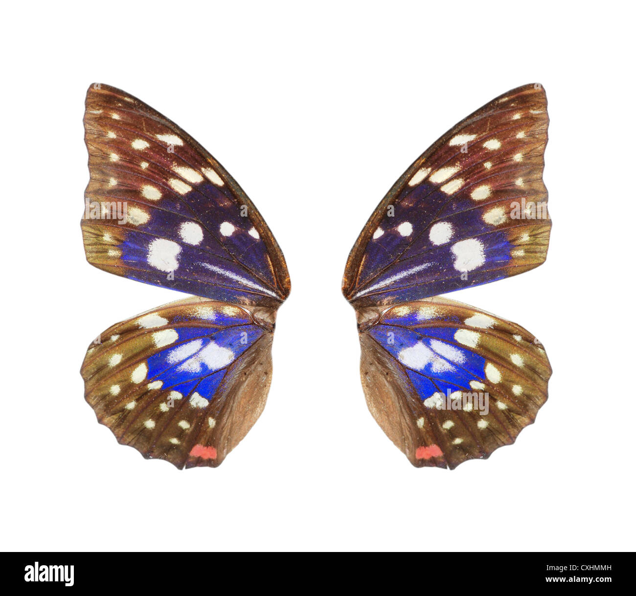 Dark blue butterfly Cut Out Stock Images & Pictures - Alamy