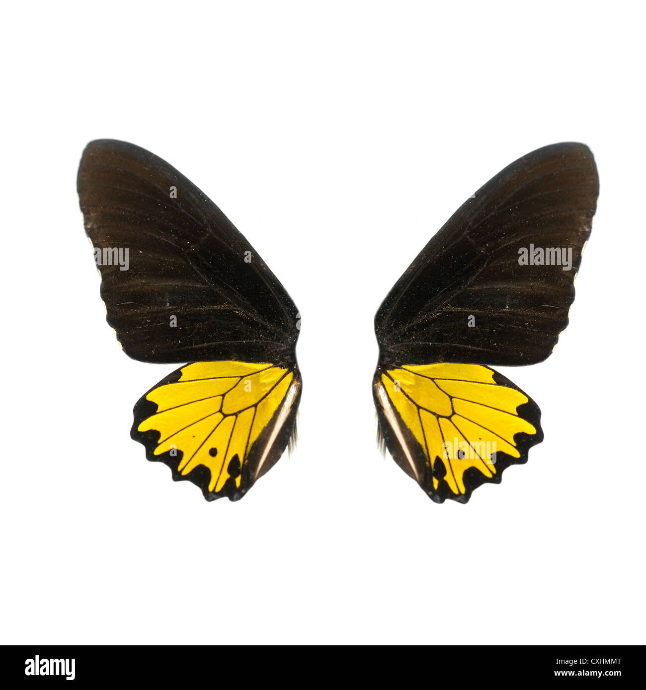 Wing symmetry hi-res stock photography and images - Alamy