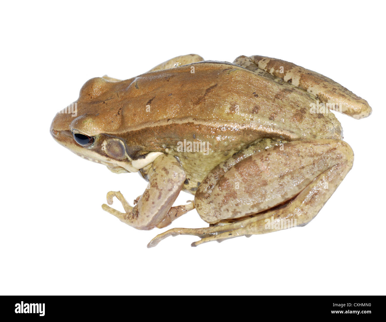 Asian frog Cut Out Stock Images & Pictures - Alamy
