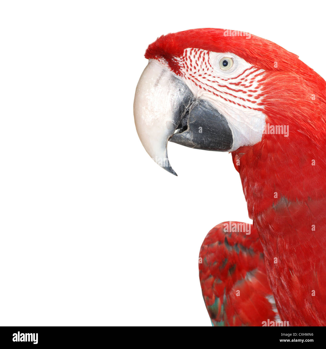 Isolated macaw hi-res stock photography and images - Alamy