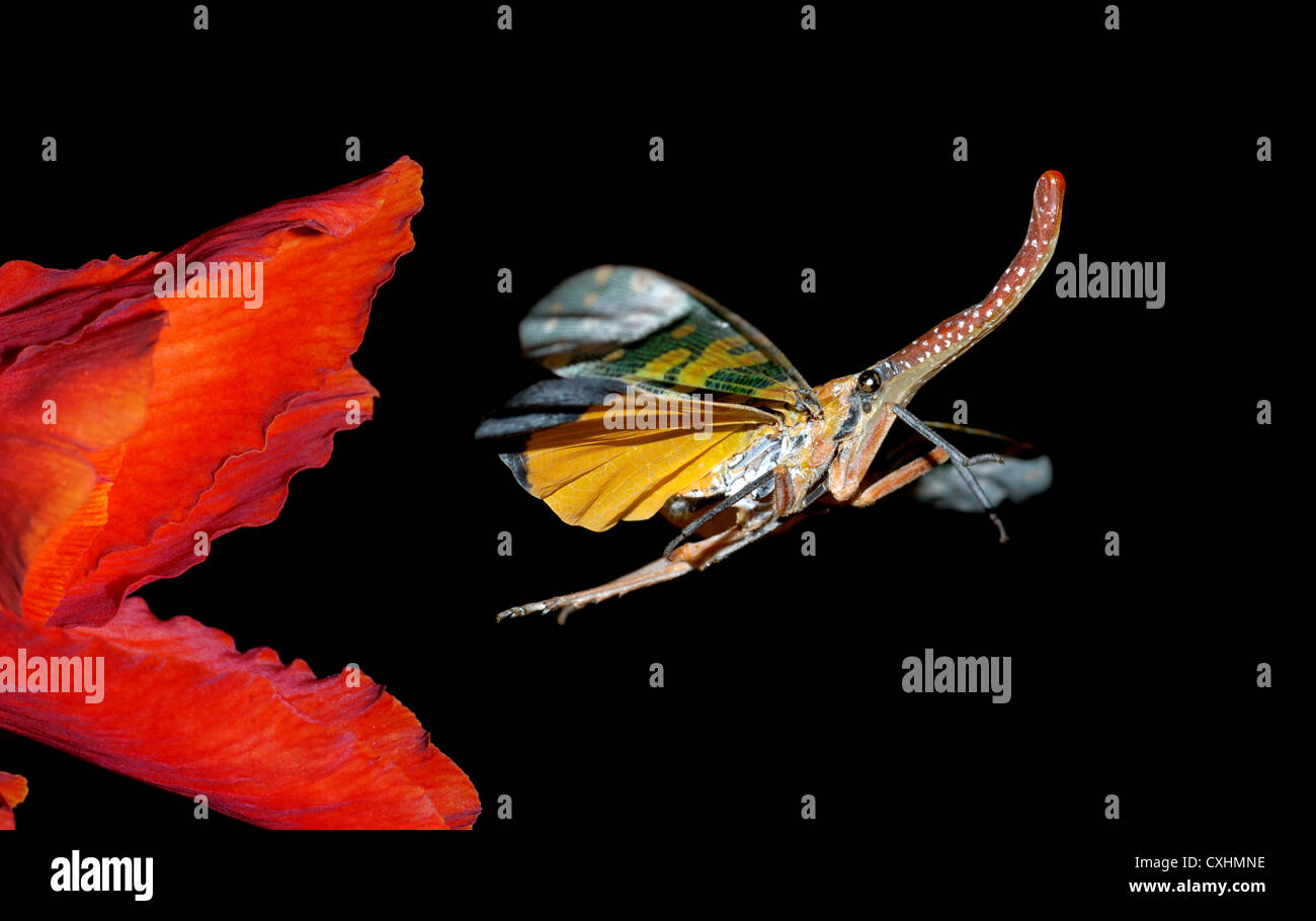 Flying flee hi-res stock photography and images - Alamy