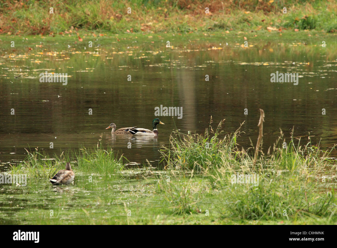 Several mallard ducks in a wetland environment Stock Photo - Alamy
