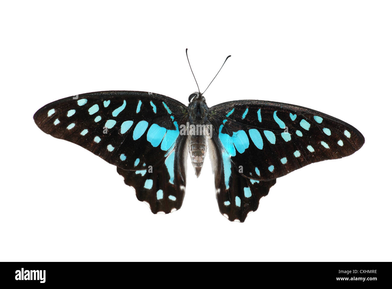 Blue colour butterfly Cut Out Stock Images & Pictures - Alamy