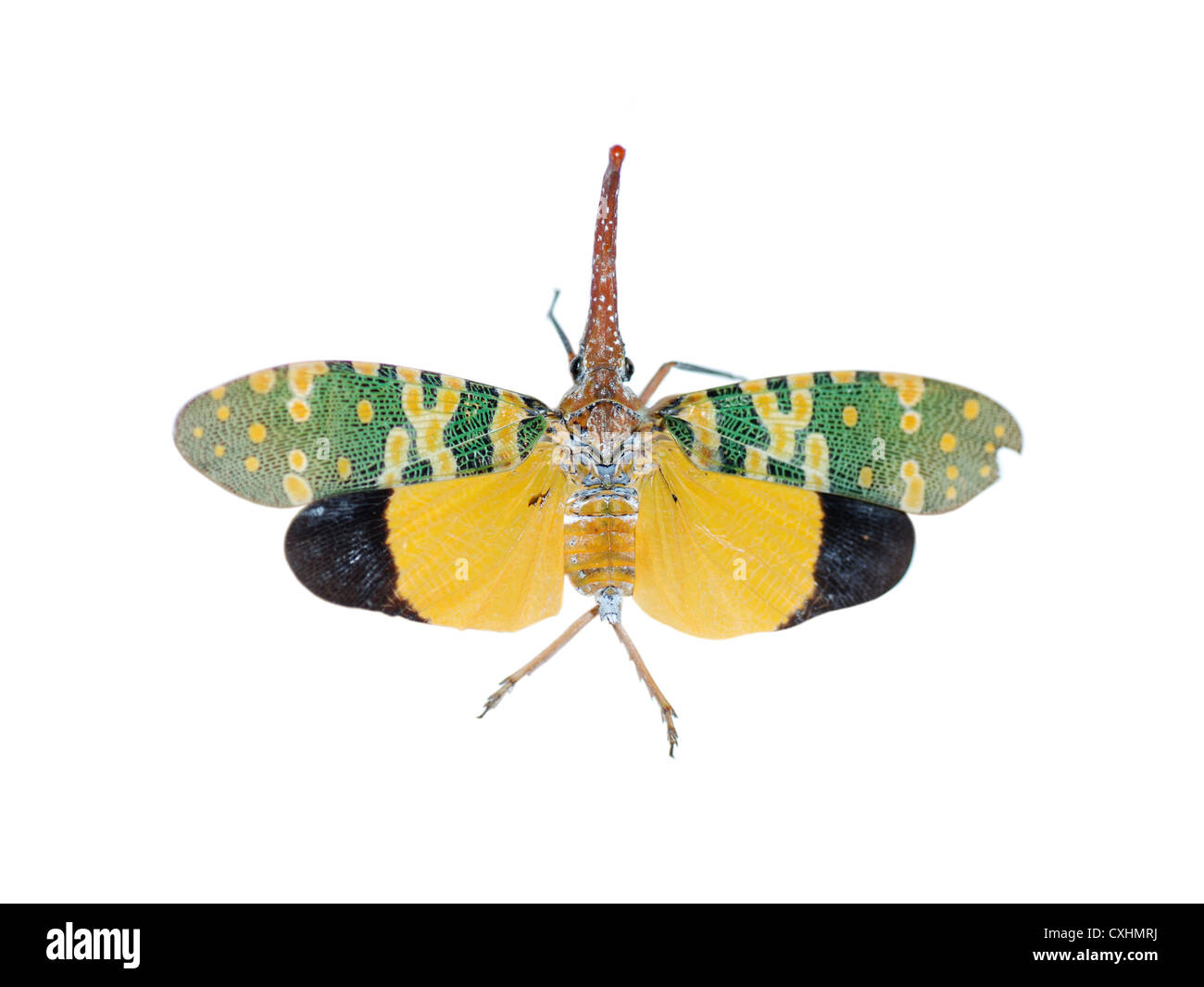 Insect fly garden Cut Out Stock Images & Pictures - Alamy