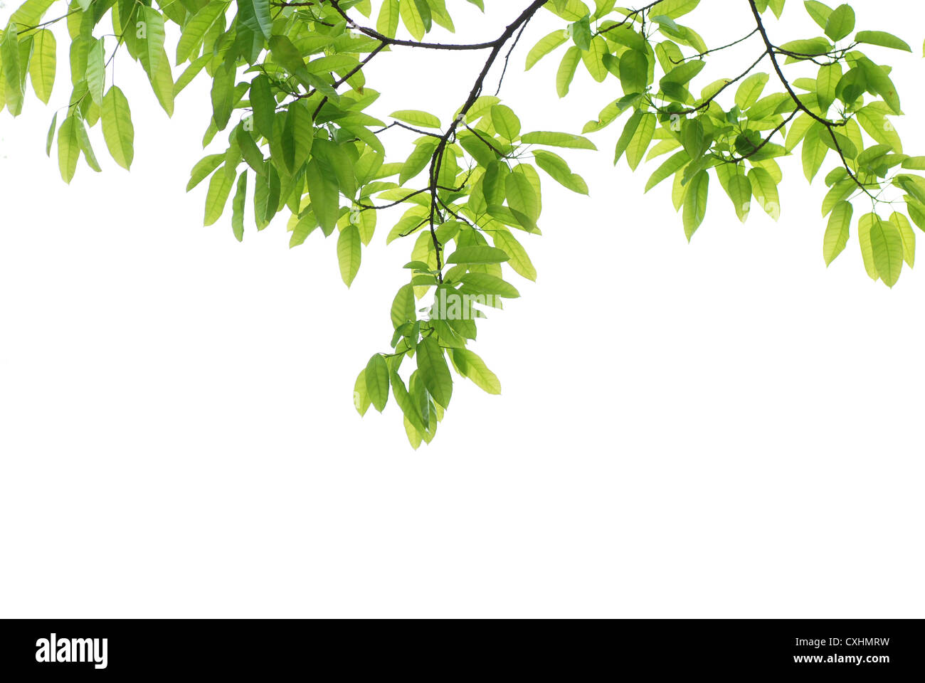 spring nature green leaf Stock Photo - Alamy