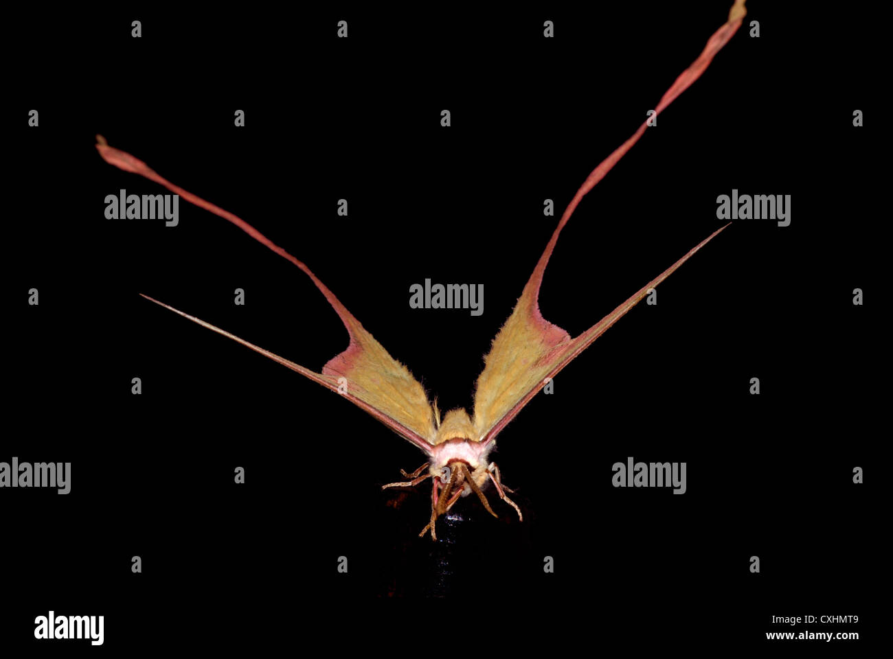moth long tail butterfly Stock Photo - Alamy