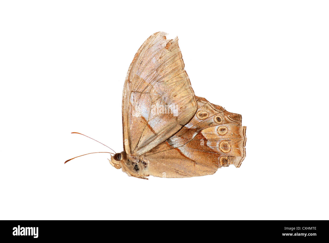 Image bright butterfly wings hi-res stock photography and images - Alamy