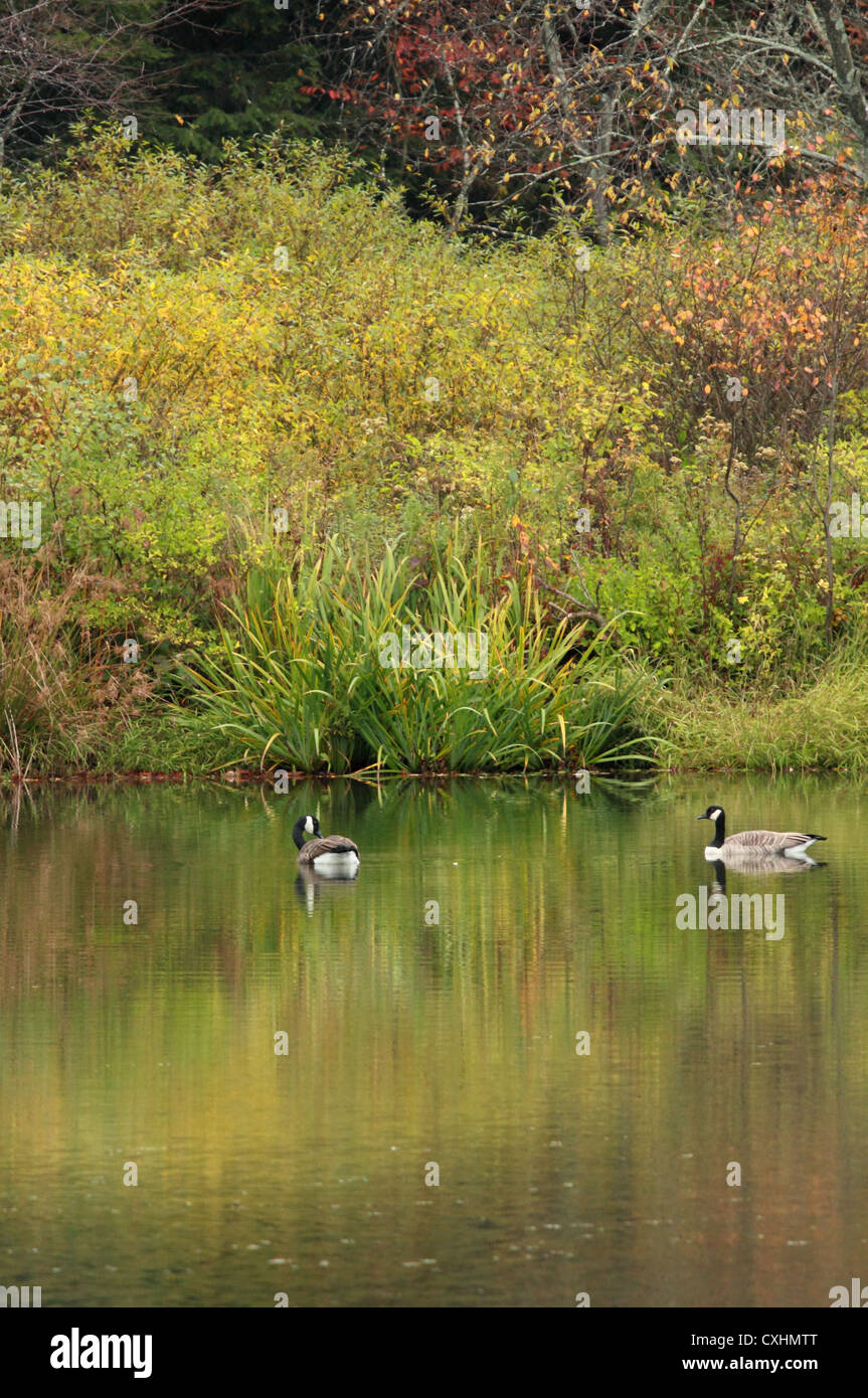 Two geese floating in a green pond Stock Photo - Alamy