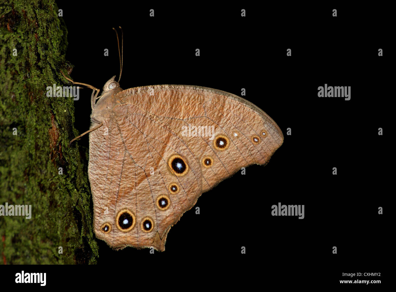 Small white butterfly at rest hi-res stock photography and images - Alamy