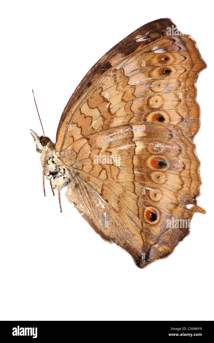 Butterfly set hi-res stock photography and images - Alamy
