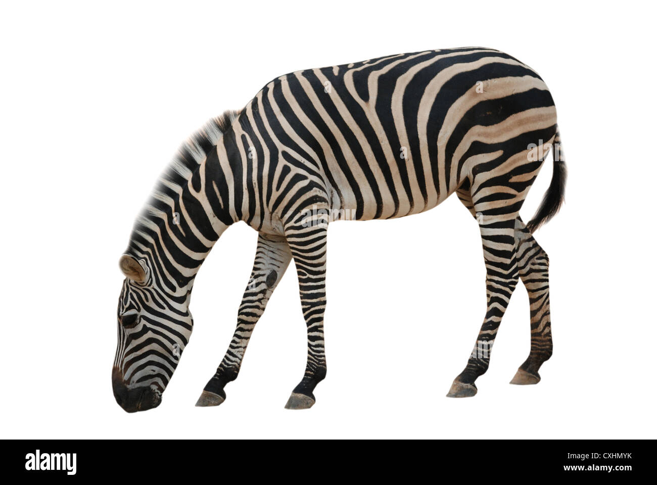 Zebra legs Cut Out Stock Images & Pictures - Alamy