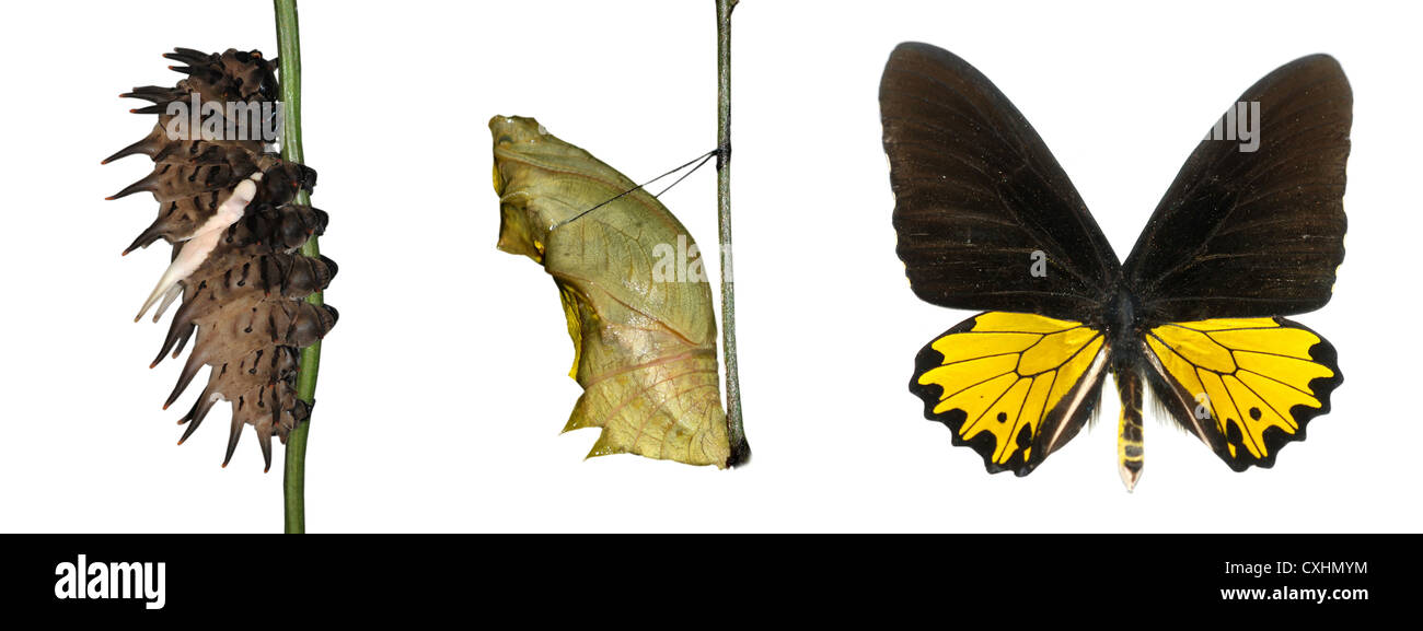 Butterfly life cycle hi-res stock photography and images - Alamy