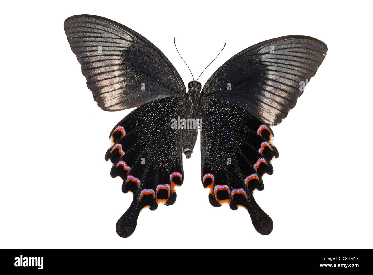 Butterfly flying garden Cut Out Stock Images & Pictures - Alamy