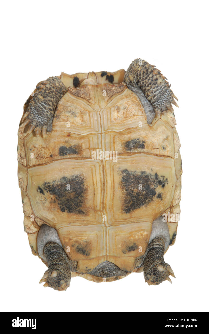 pet turtle elongata Elongated tortoise Stock Photo - Alamy