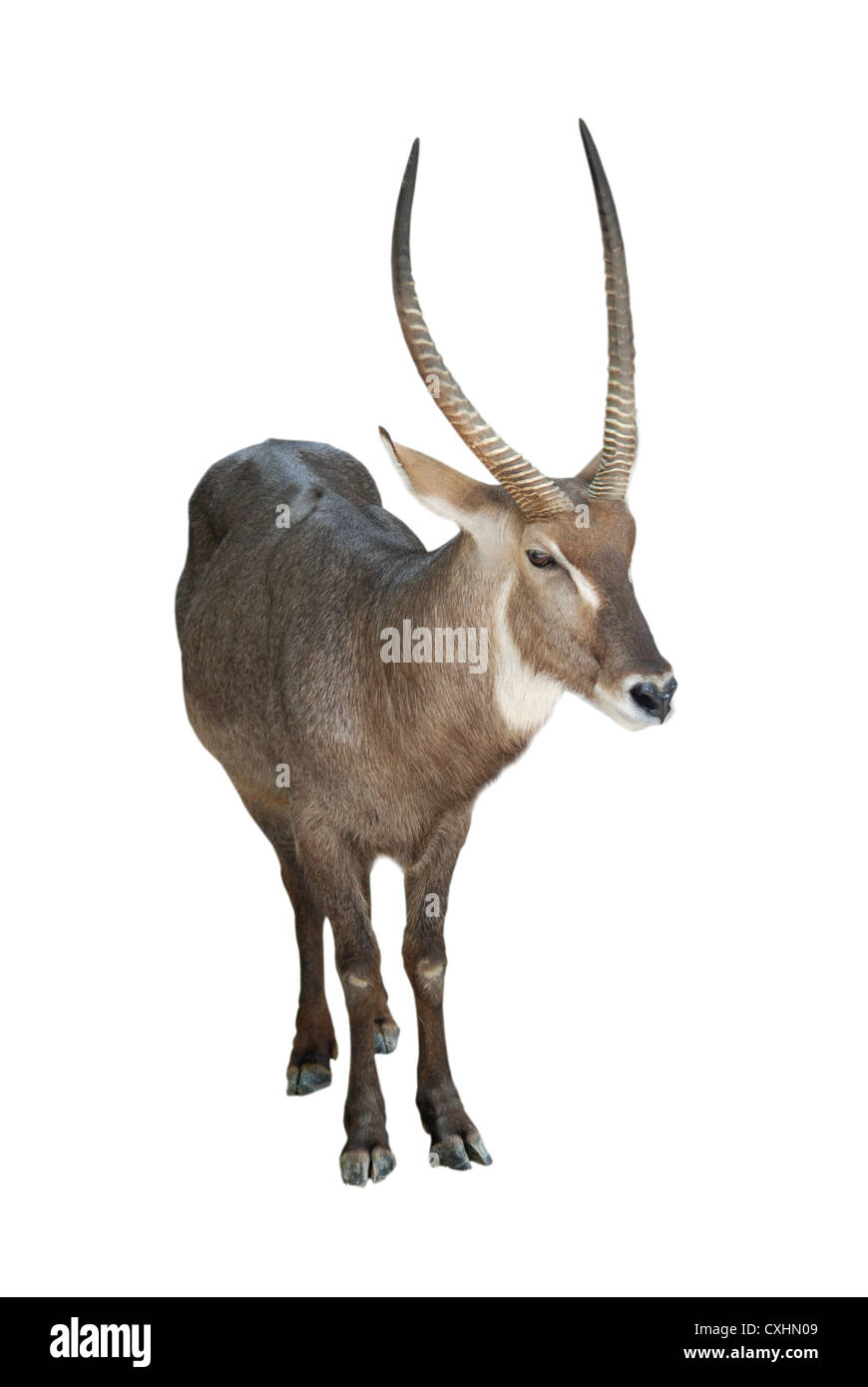 African waterbuck Cut Out Stock Images & Pictures - Alamy