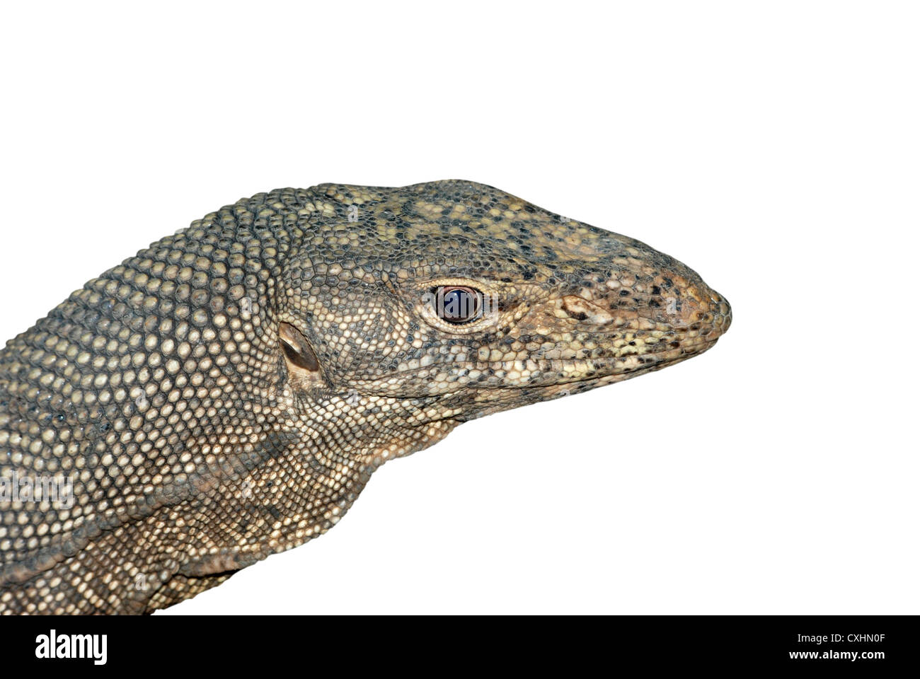 reptile animal monitor lizard in white Stock Photo - Alamy