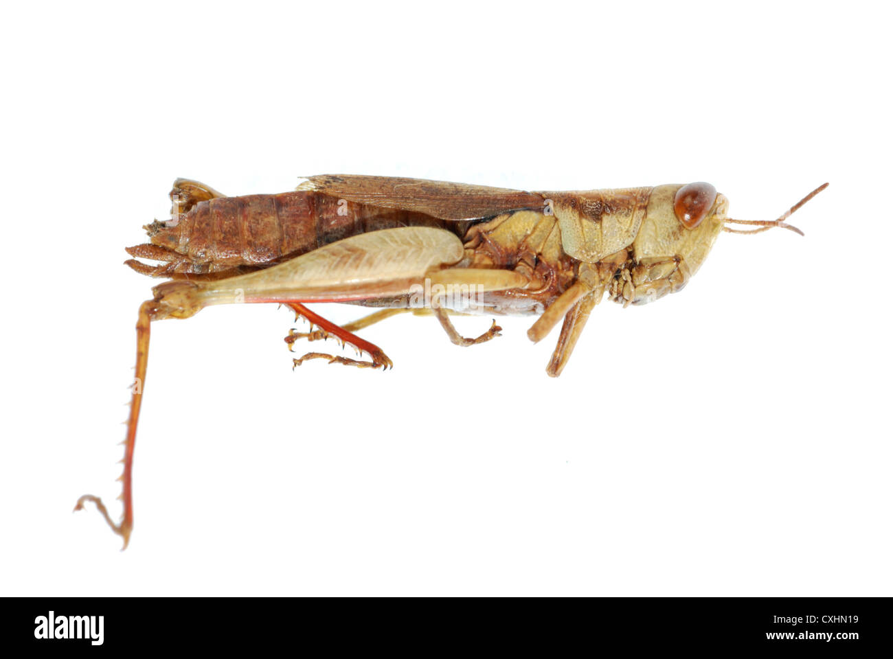 Segmented insect hi-res stock photography and images - Alamy